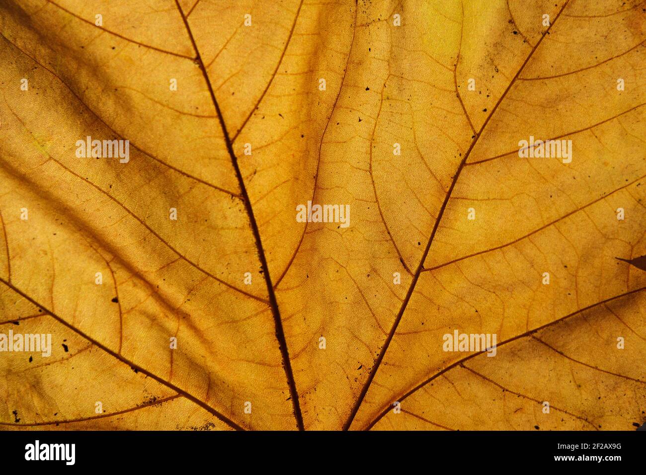 Fall Leaf Close Up Details, fall, leaf, details, close-up, macro ...