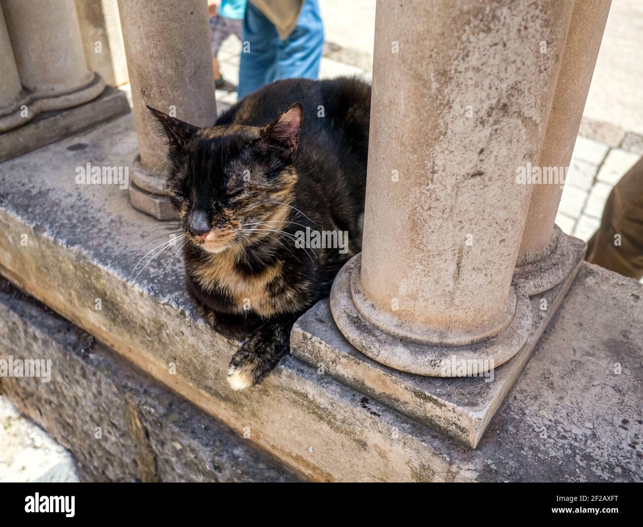Cute Tortoiseshell street cat resting in the sunshine in Croatia ...