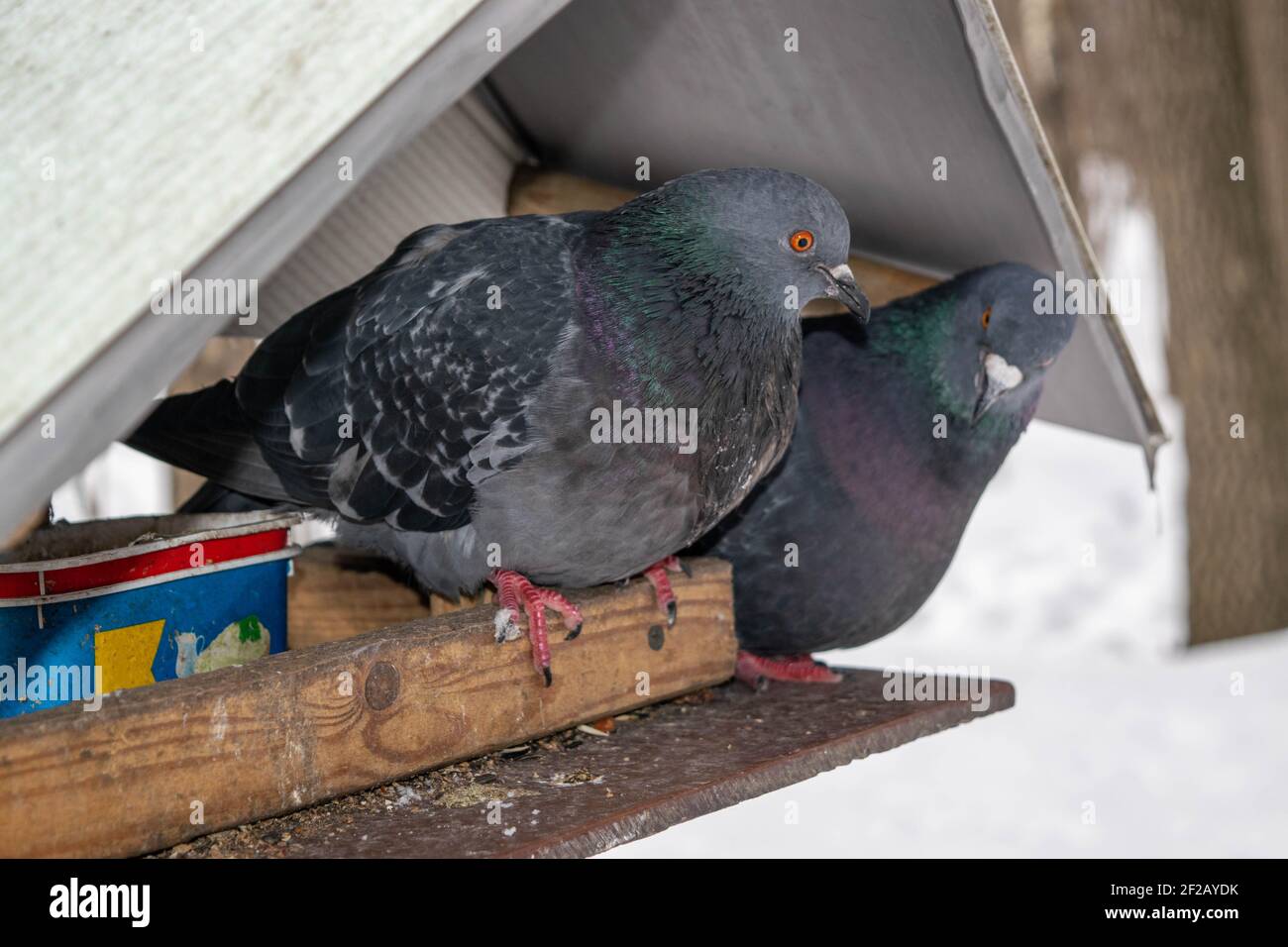 Wild pigeons in the feeder, people take care of the wildlife. The ...