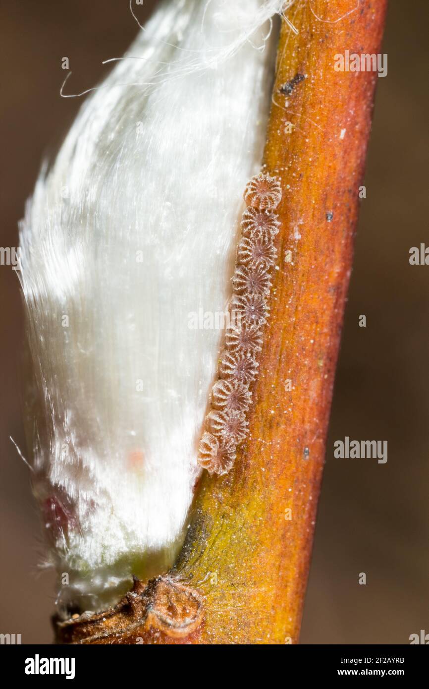 Pink-barred sallow moth (Xanthia togata) overwintering eggs on willow ...
