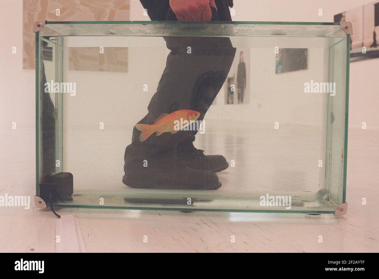 Fred fish hi-res stock photography and images - Alamy