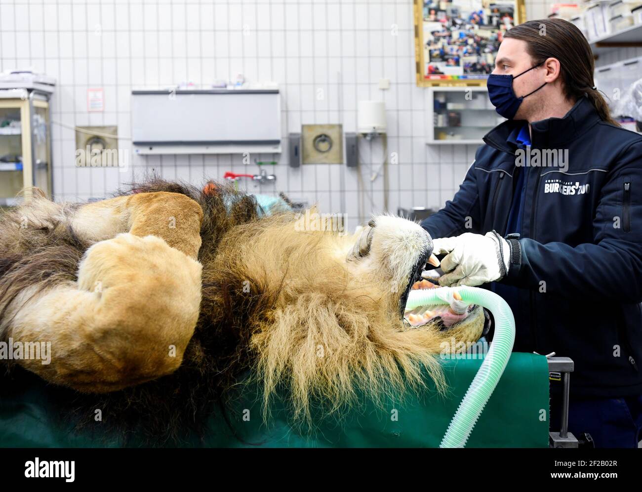 Operation lion hi-res stock photography and images - Alamy