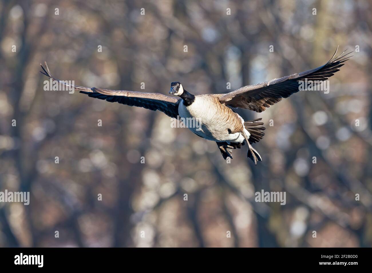 A Canadian goose (Branta canadensis) in flight Stock Photo - Alamy