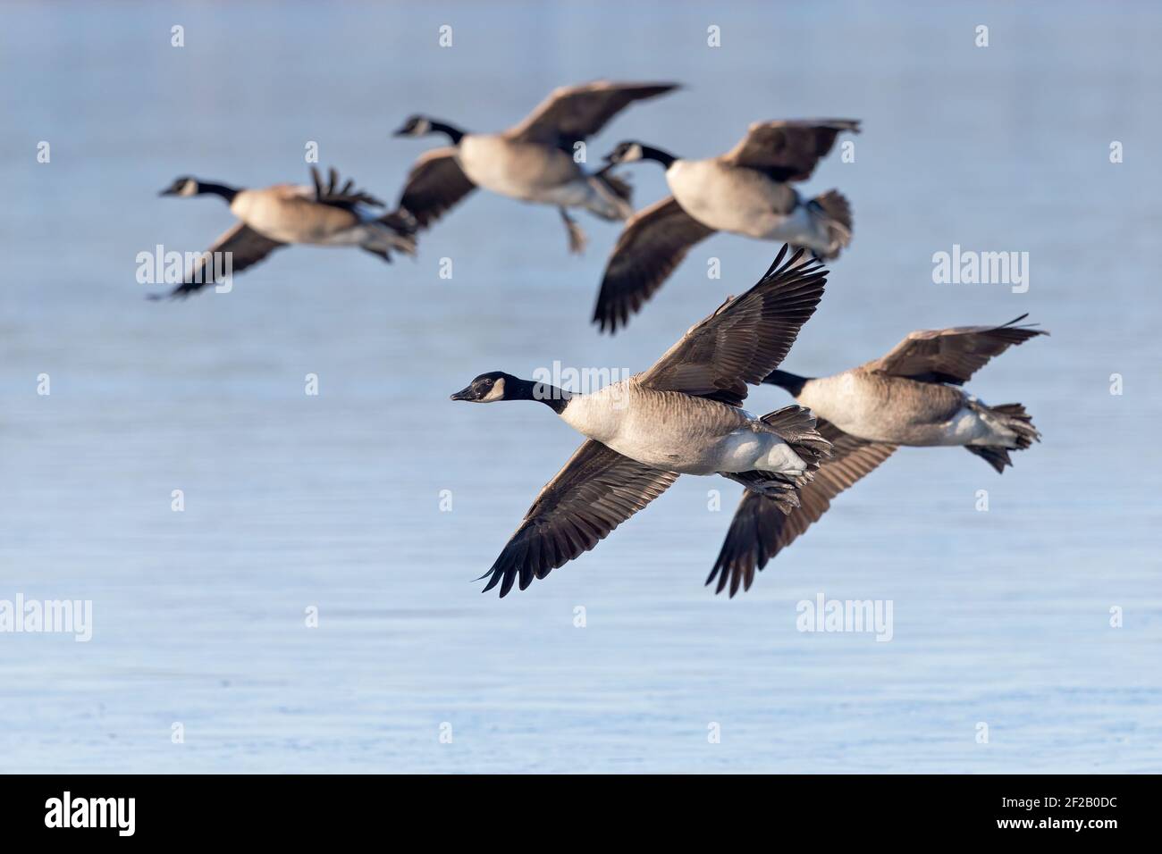 A flock of Canadian geese (Branta canadensis) in flight Stock Photo - Alamy