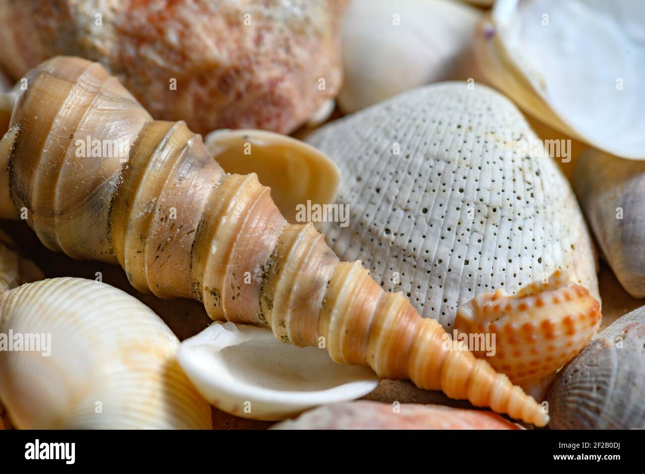 Seashells of various shapes and types. Background Stock Photo - Alamy