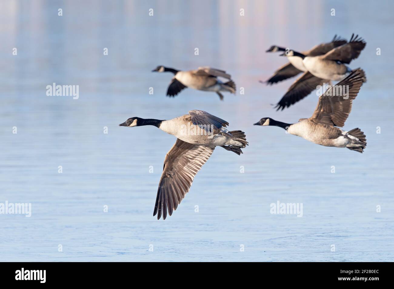 Flying flock of canadian geese hi-res stock photography and images - Alamy