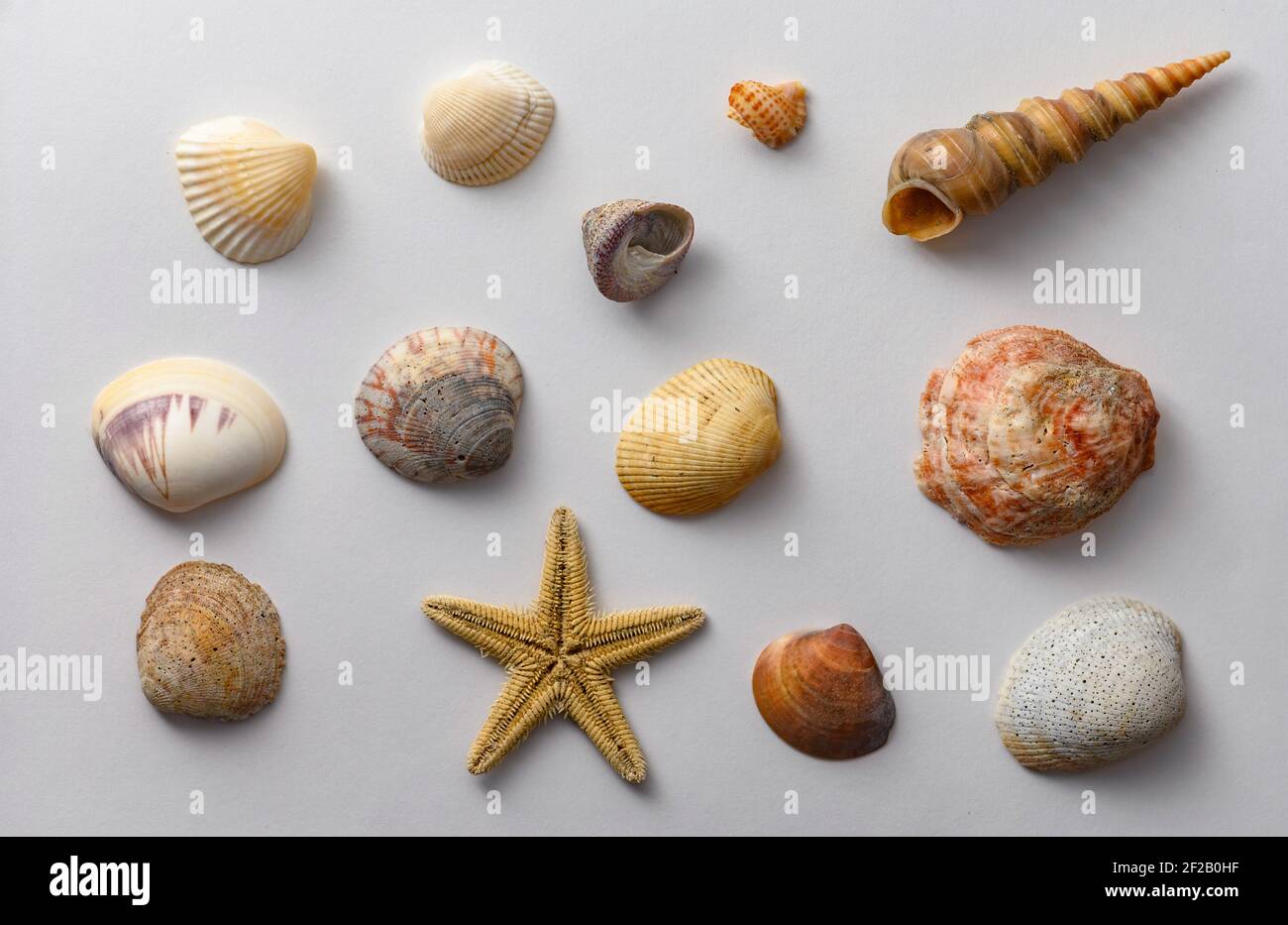 Seashells of various shapes and types. Background Stock Photo - Alamy