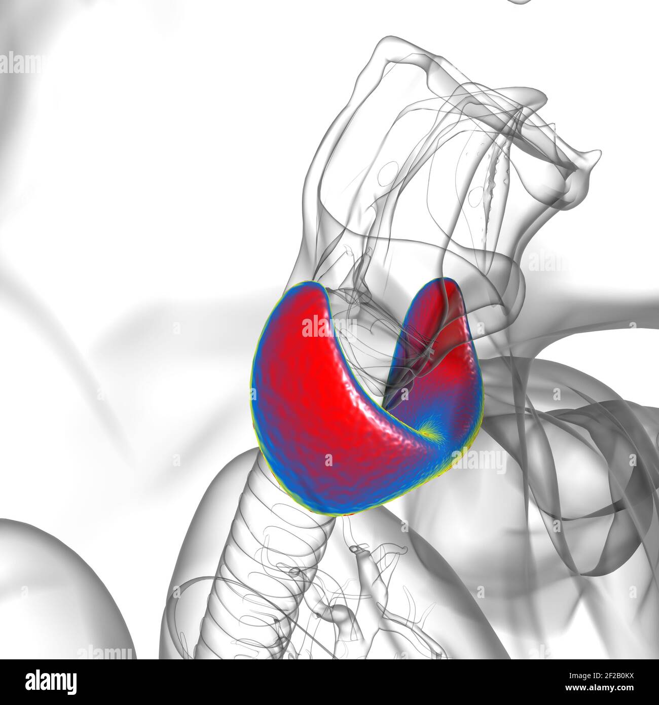 Thyroid Gland Anatomy For Medical Concept 3D Illustration Stock Photo ...