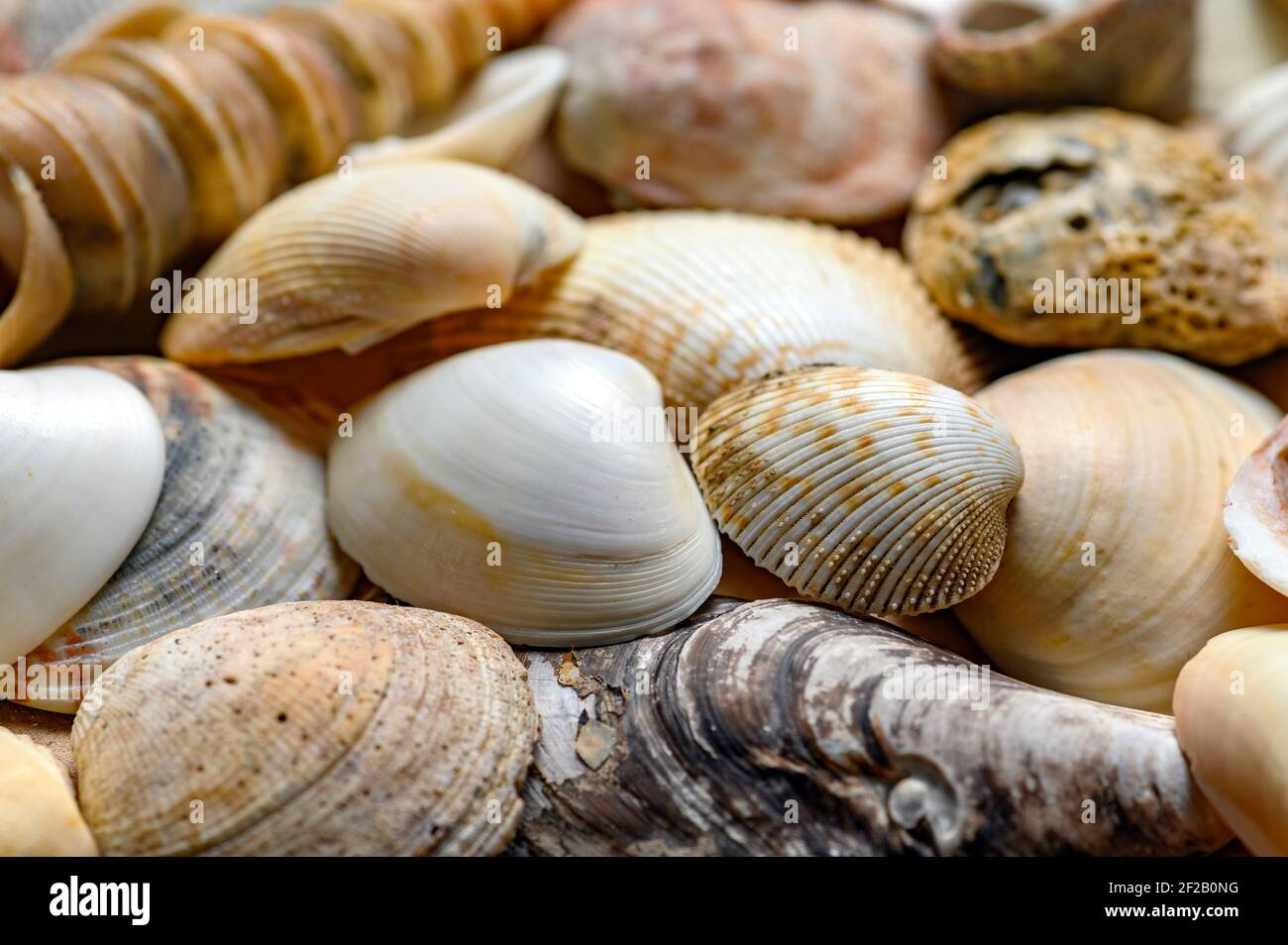 Seashells of various shapes and types. Background Stock Photo - Alamy