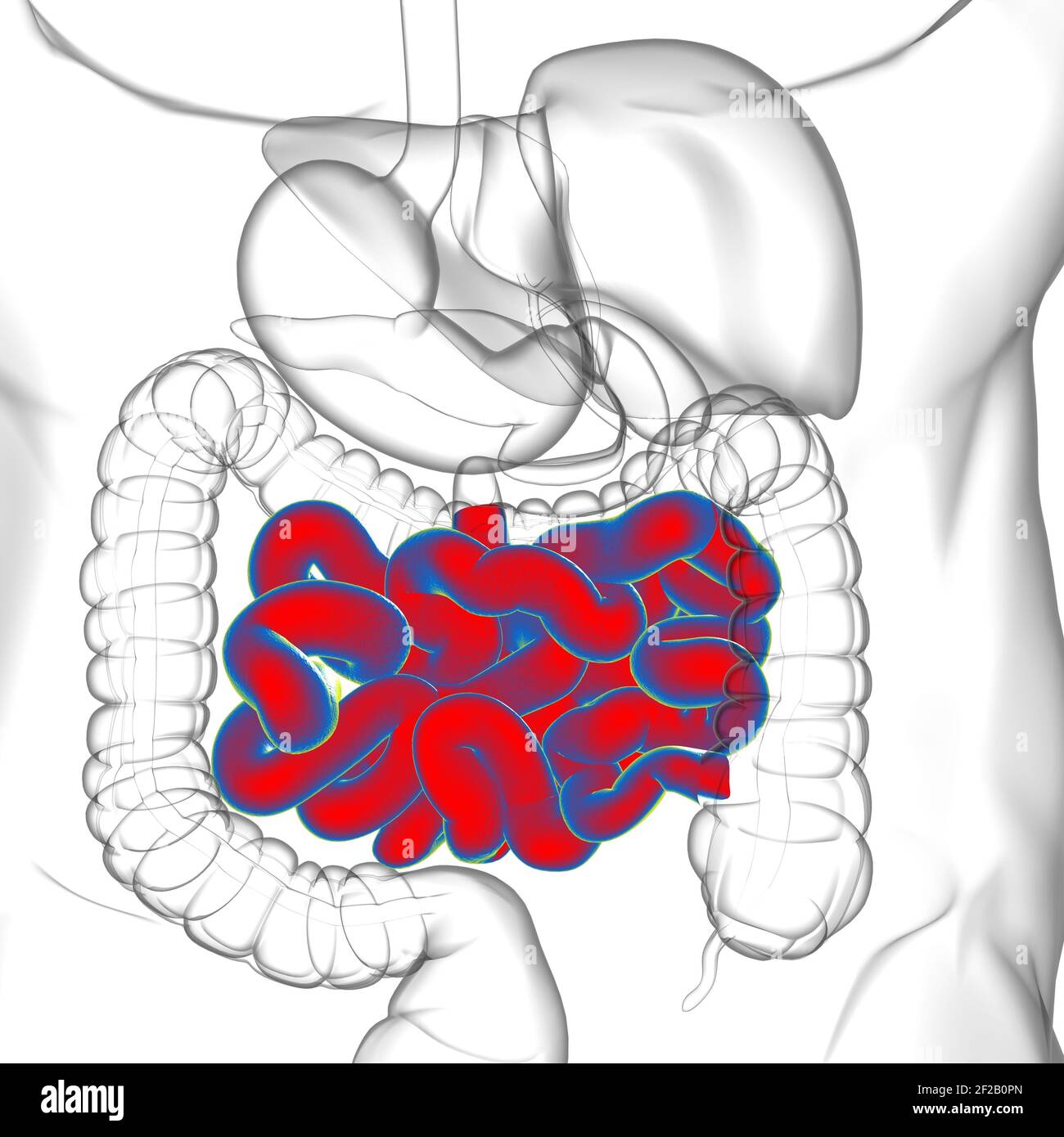 Small Intestine 3D Illustration Human Digestive System Anatomy For ...