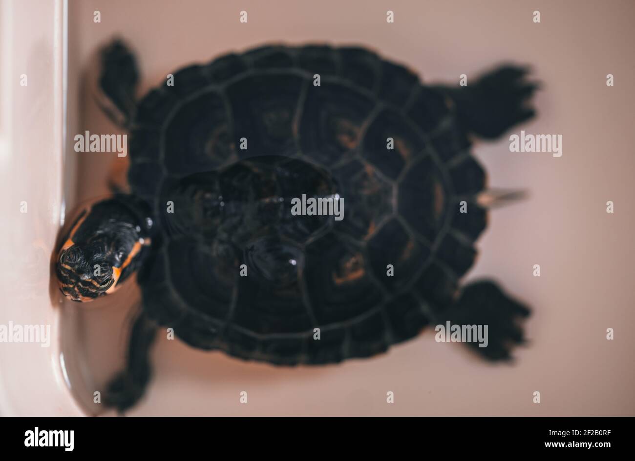 A top view of a black turtle Stock Photo - Alamy