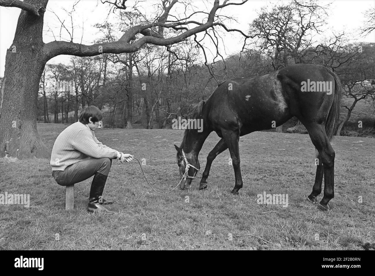 David harvey horse hi-res stock photography and images - Alamy