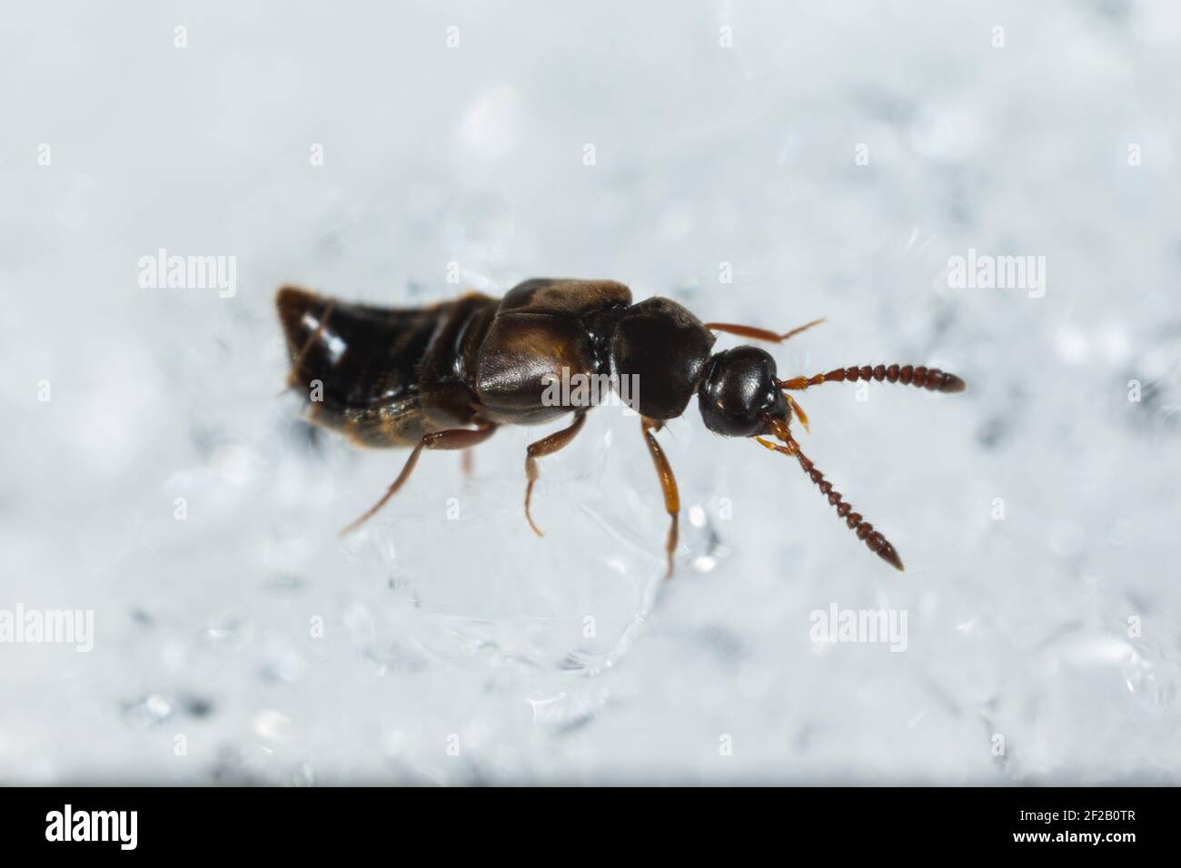 Rove beetle (Zyras sp) walking on snow Stock Photo - Alamy