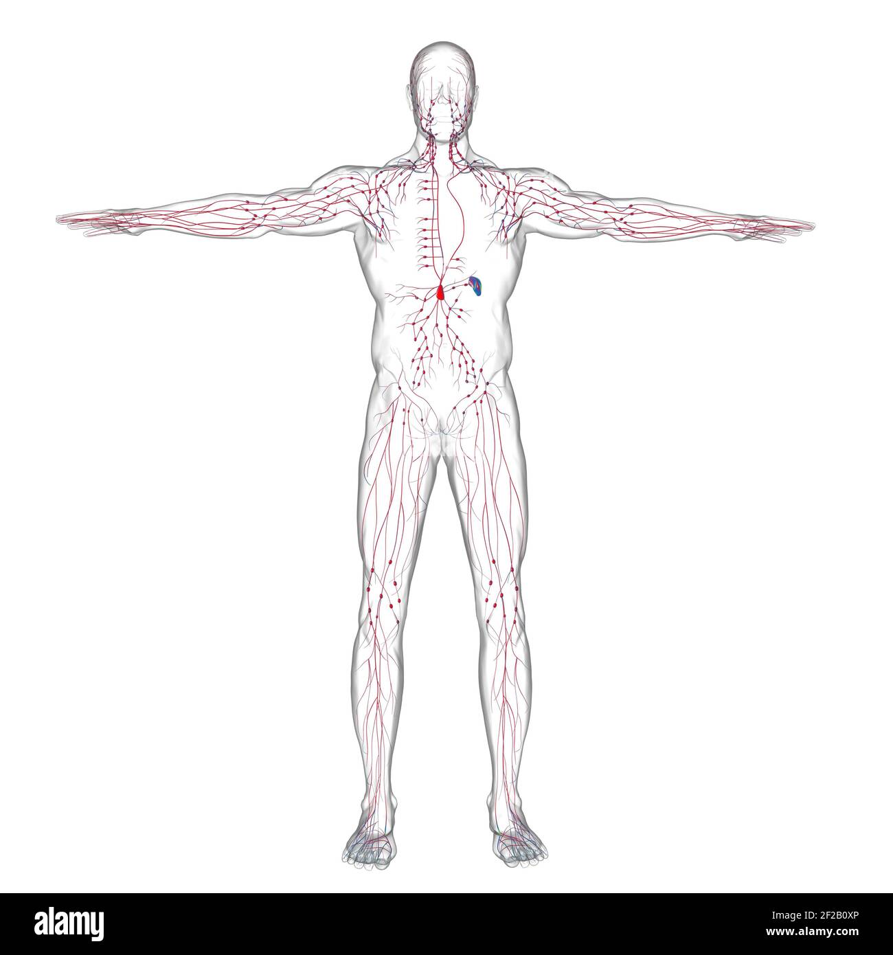 Human Lymph Nodes Anatomy For Medical Concept 3D Illustration Stock ...