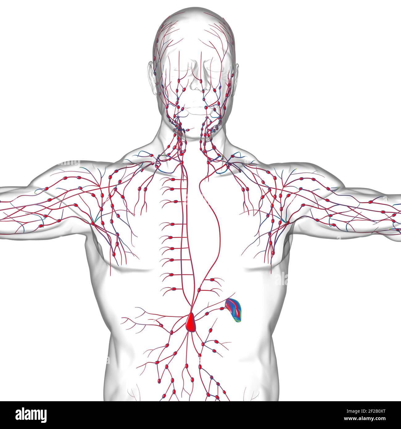 Human Lymph Nodes Anatomy For Medical Concept 3D Illustration Stock ...
