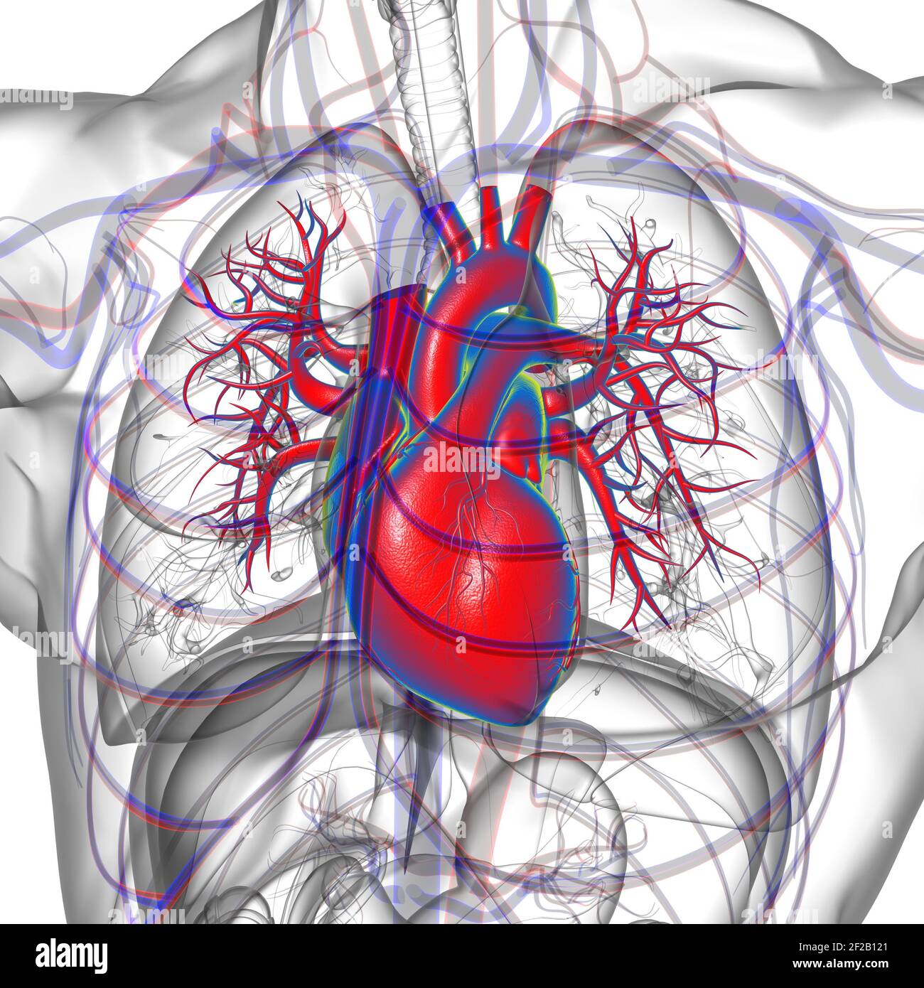Human Heart Anatomy For Medical Concept 3D Illustration Stock Photo - Alamy