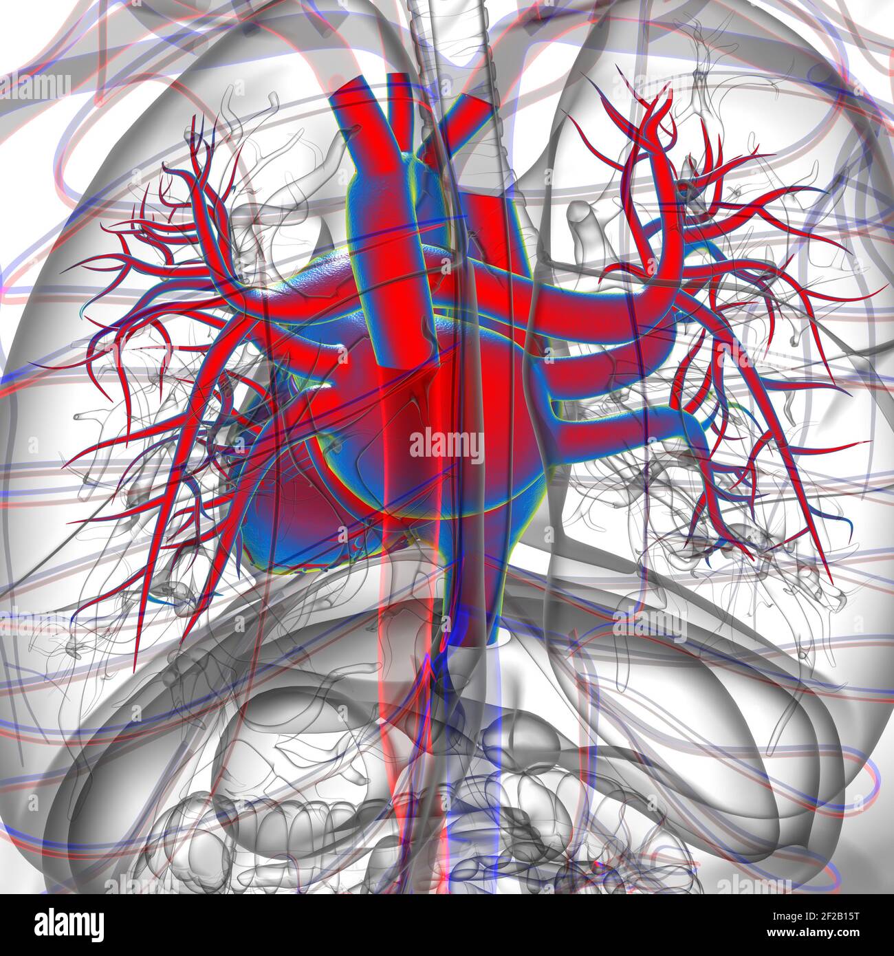 Human Heart Anatomy For Medical Concept 3D Illustration Stock Photo - Alamy