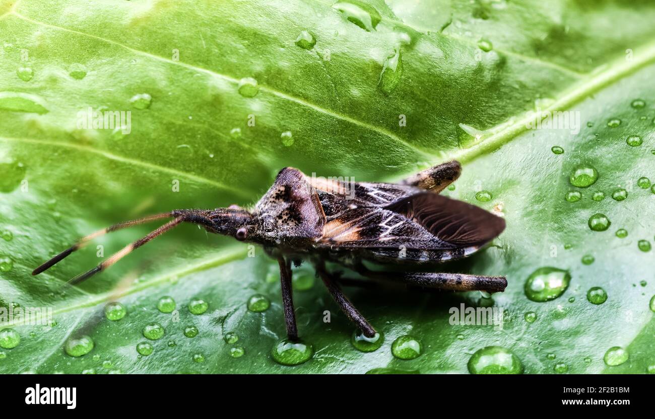 Black stink bug hi-res stock photography and images - Alamy