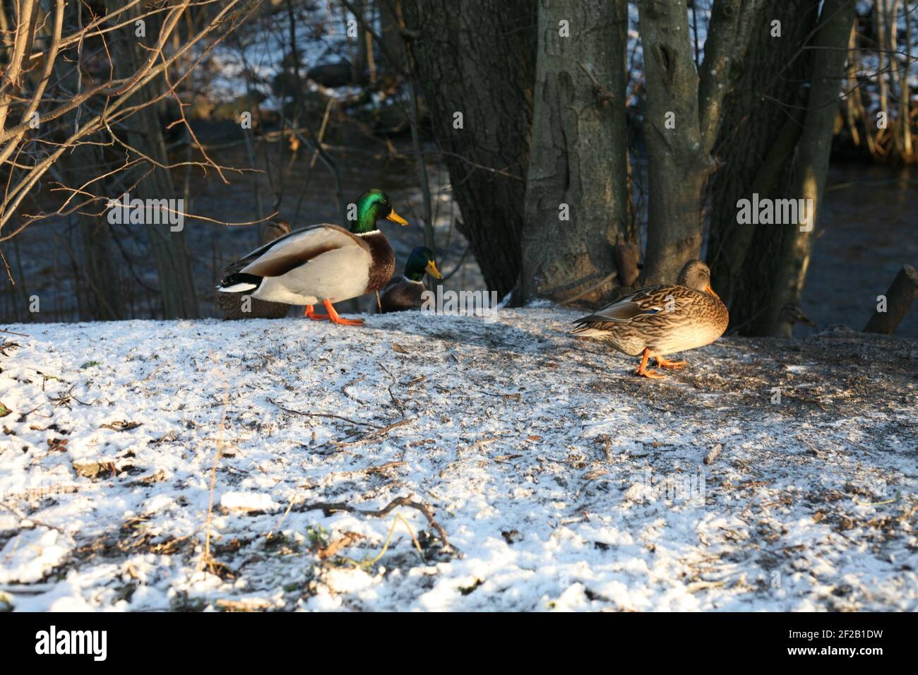 Ducks waddle in the snow near the Akerselva river in Oslo, Norway Stock ...
