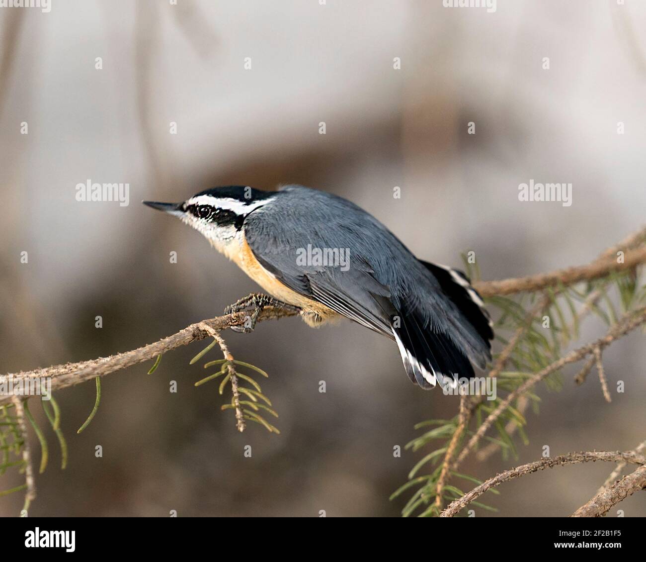 Nuthatch spread tail hi-res stock photography and images - Alamy