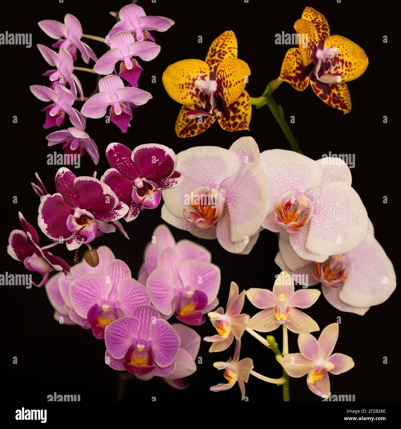 Orchid flowers Phalaenopsis. Branches of flowering Orchid Phalaenopsis ...