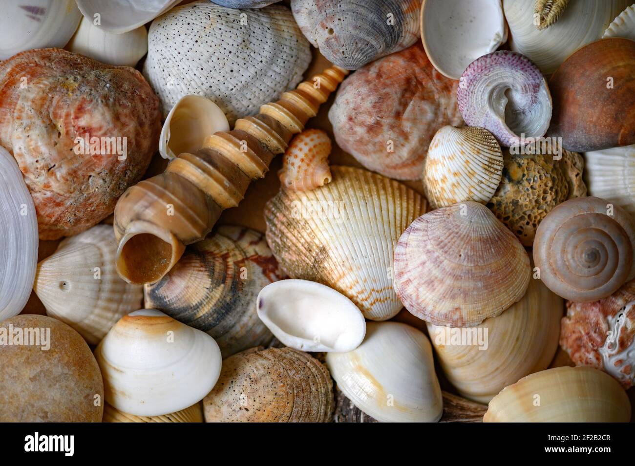 Seashells of various shapes and types. Background Stock Photo - Alamy
