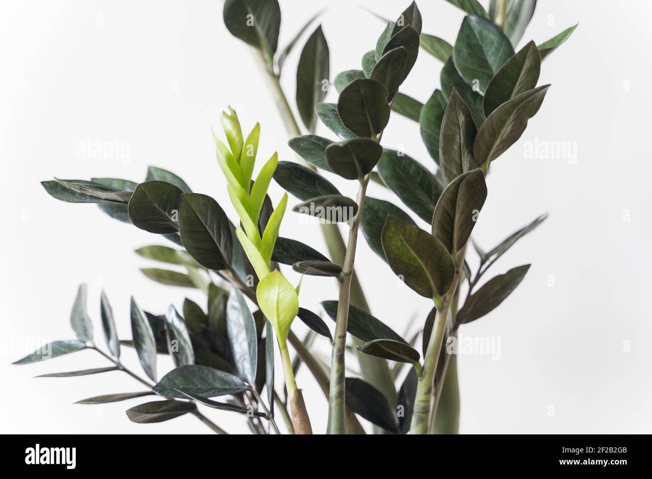 Plant Dollar tree in white pot on white background Stock Photo - Alamy
