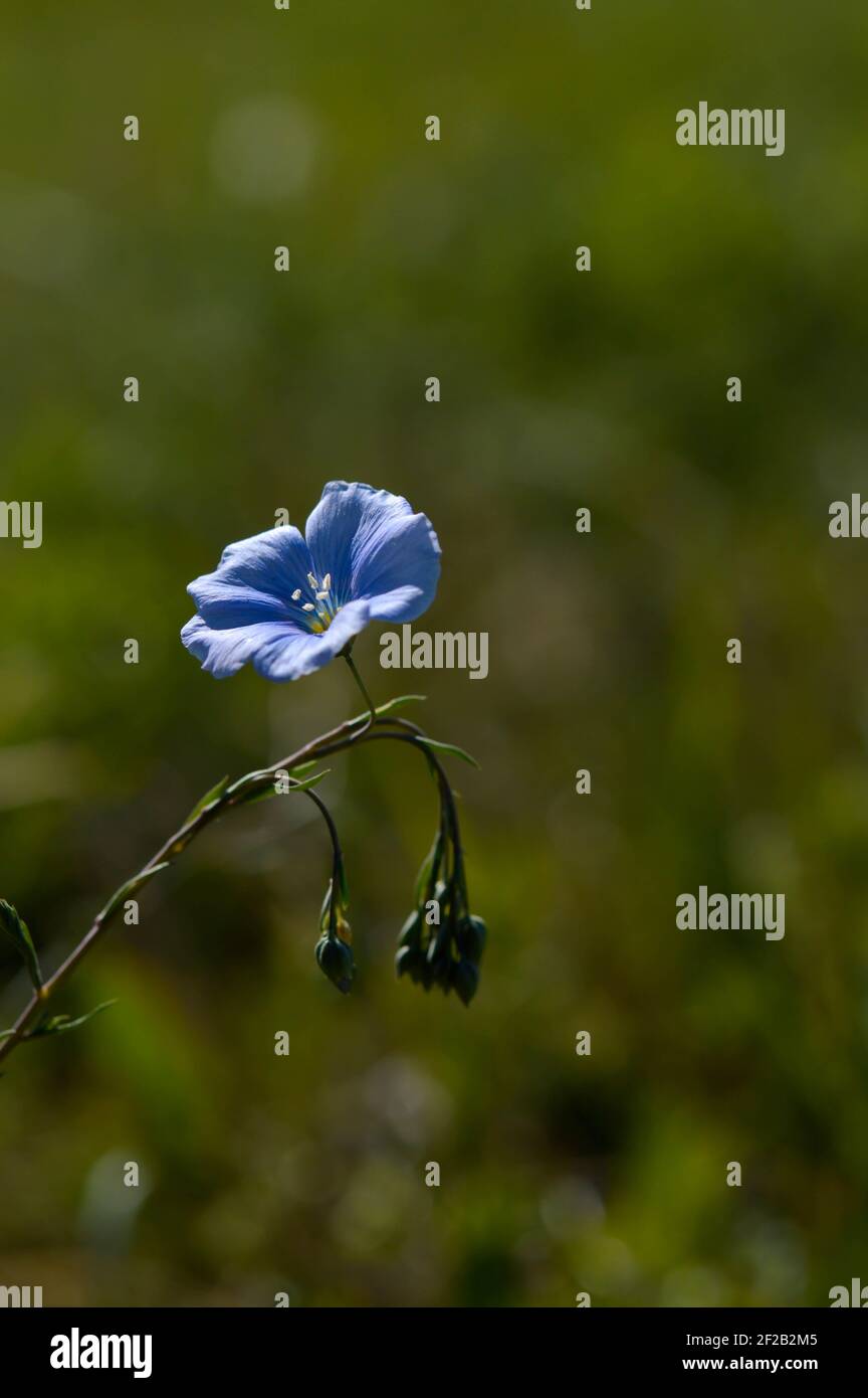 Blue spring flower in nature, close up flower head, natural green ...