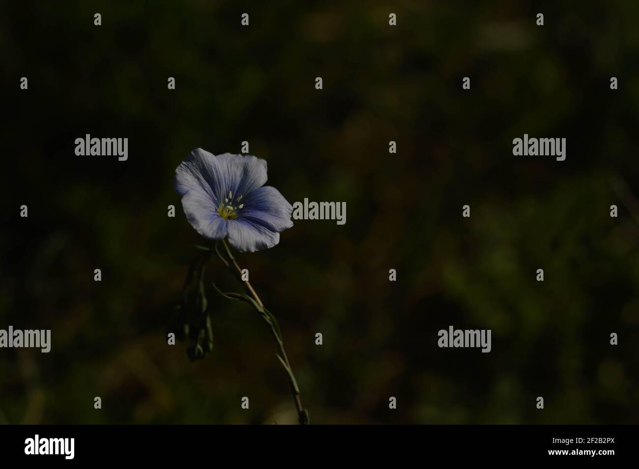 Blue spring flower in nature, close up flower head, natural green ...