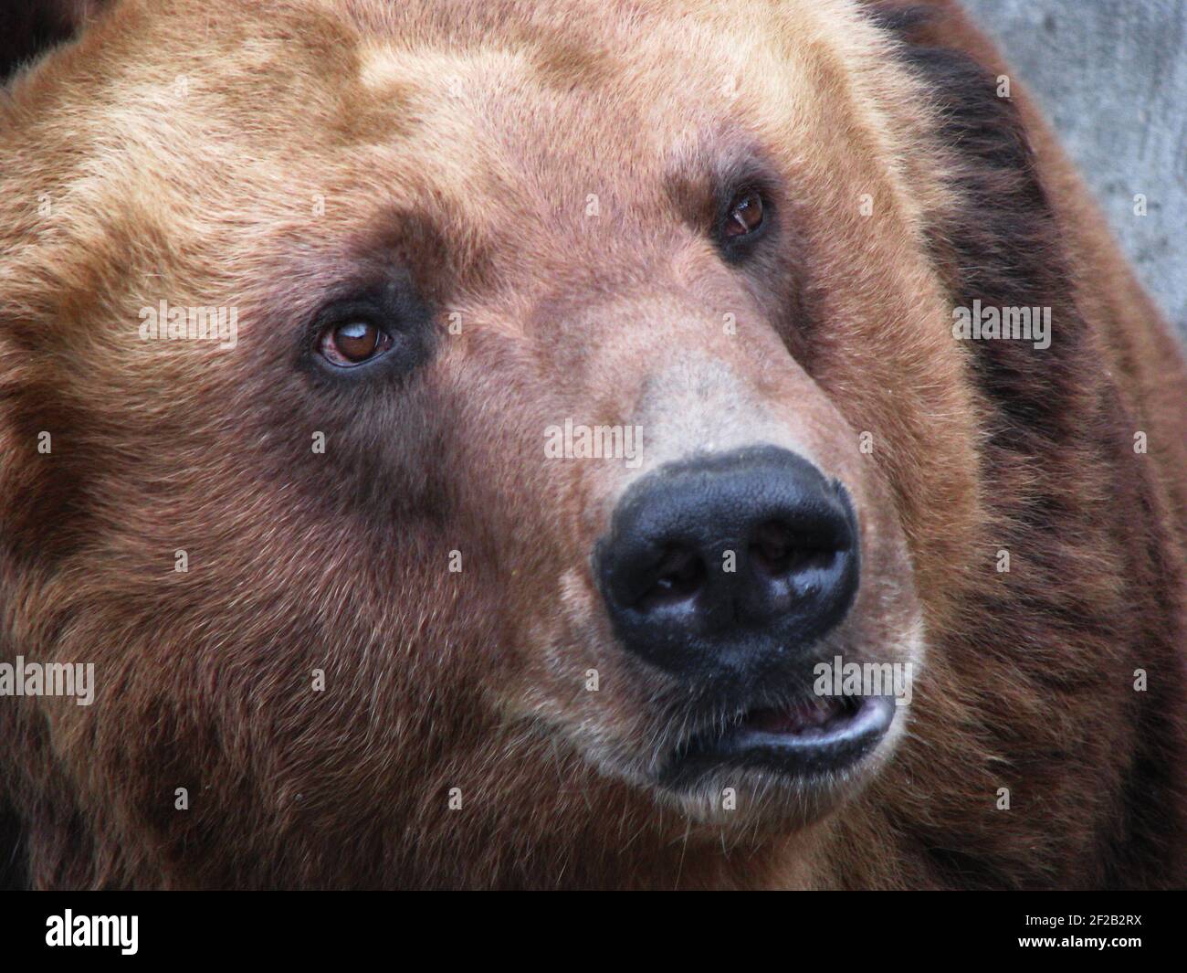 Face predator is massive with small ears and eyes. Head brown bear ...