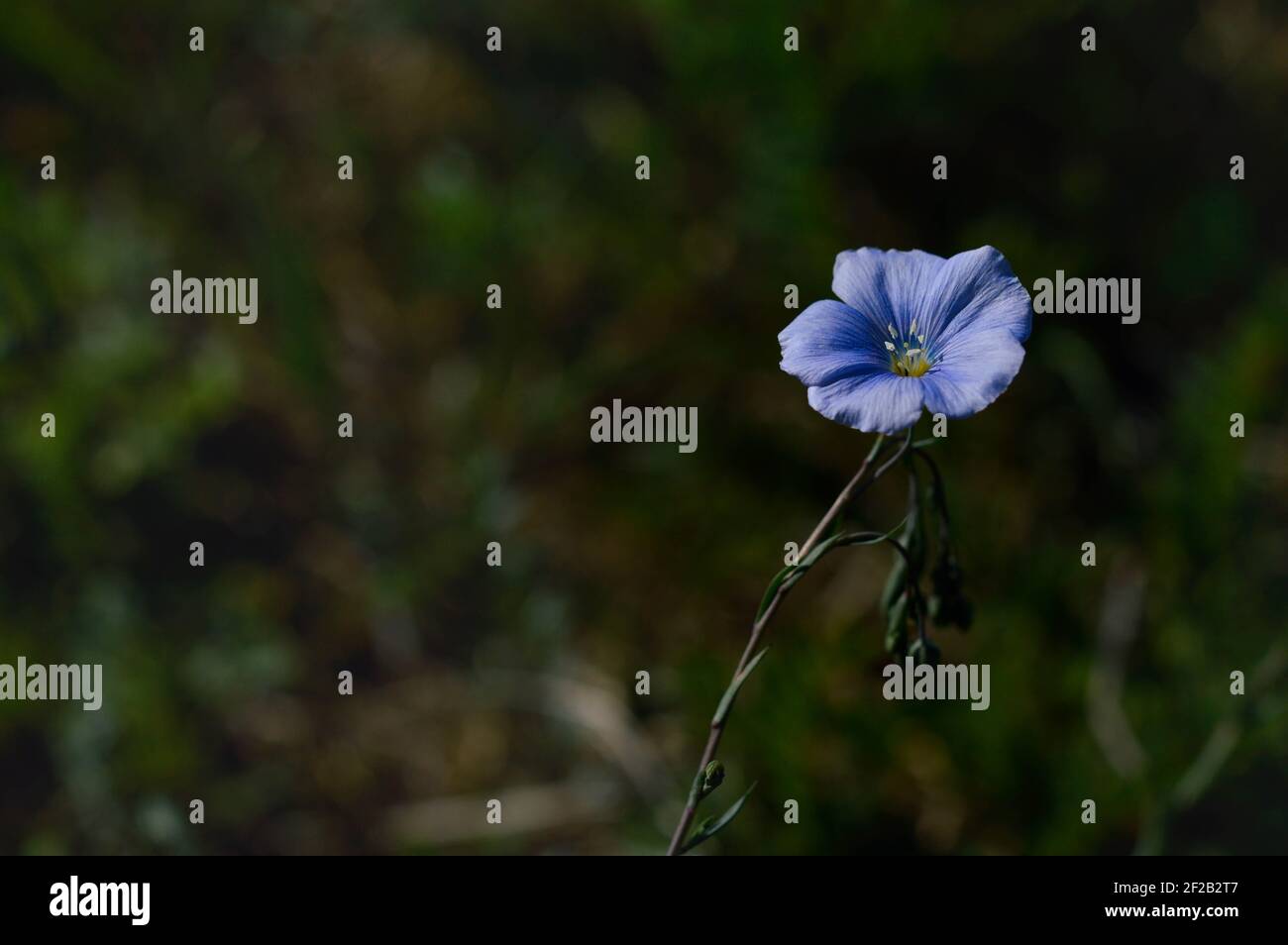 Blue spring flower in nature, close up flower head, natural green ...