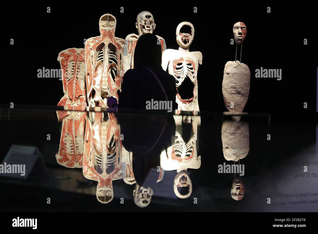 Anatomical Exhibition High Resolution Stock Photography and Images - Alamy