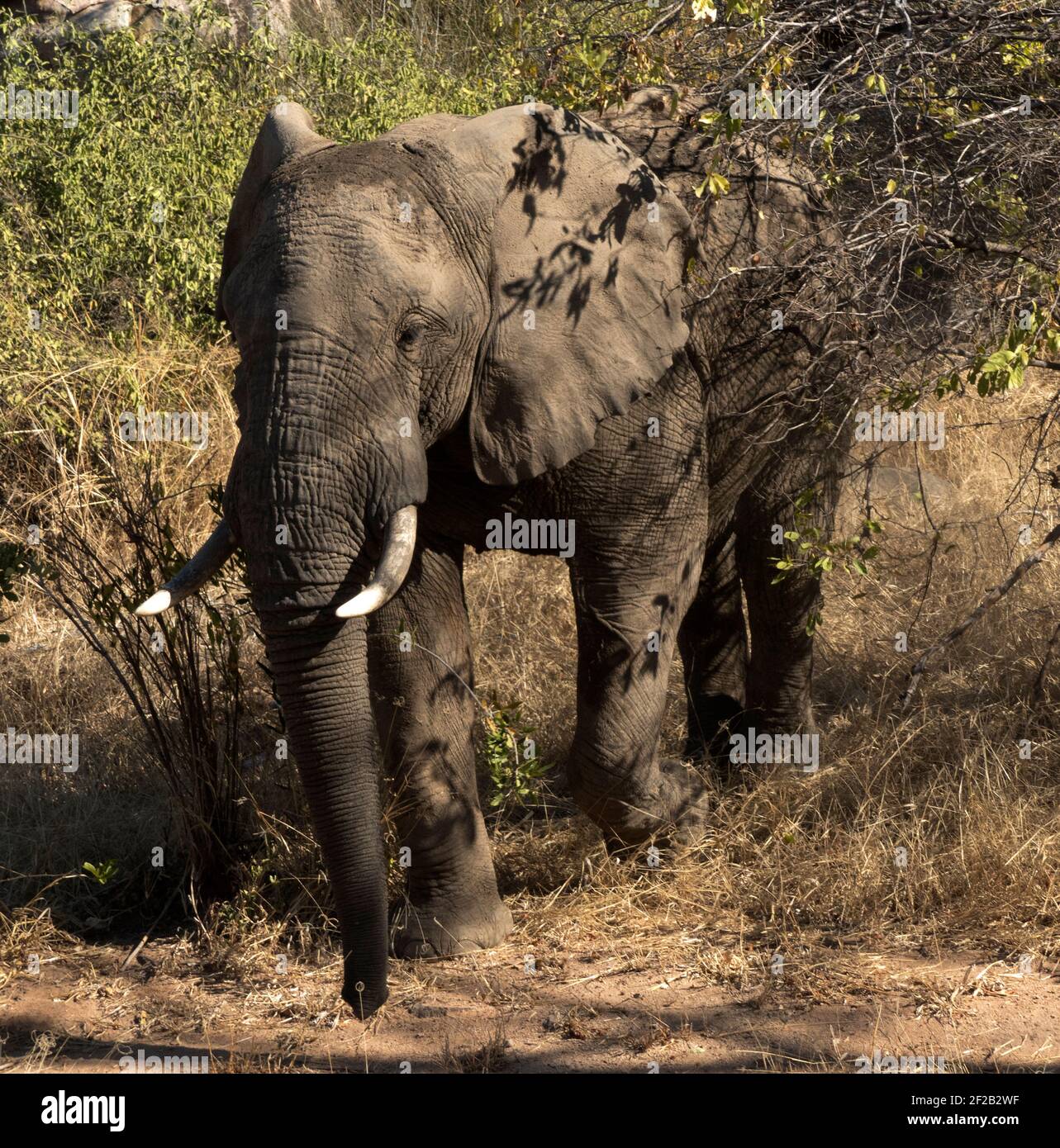 Thorn scrub hi-res stock photography and images - Alamy