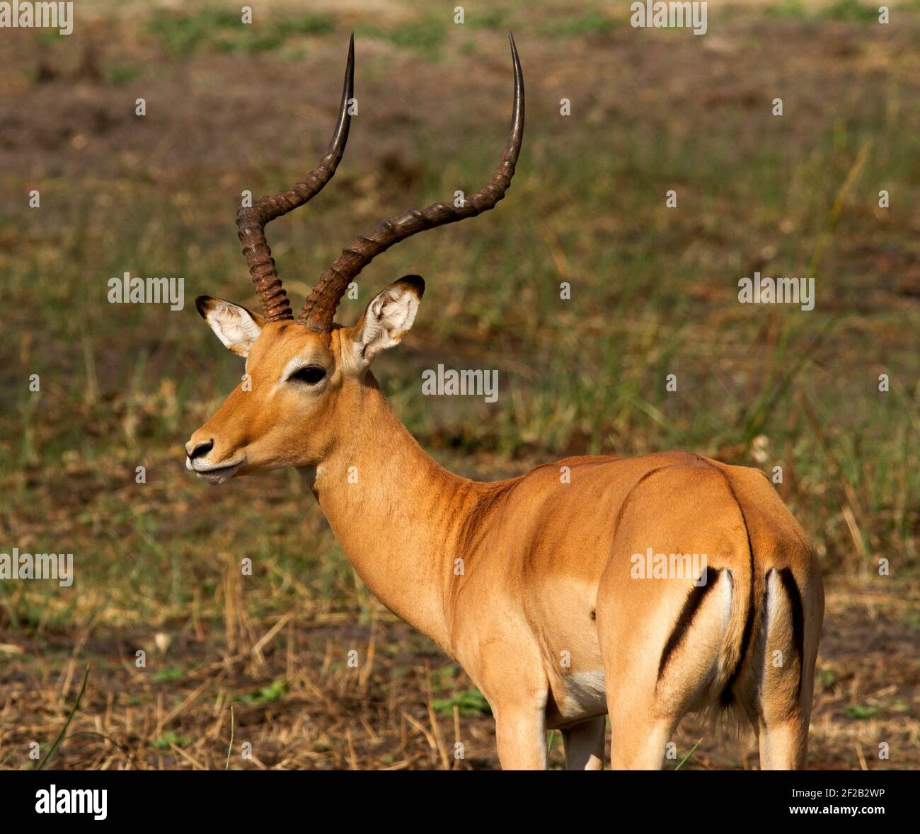 A mature Impala ram displays himself showing the distinctive markings ...