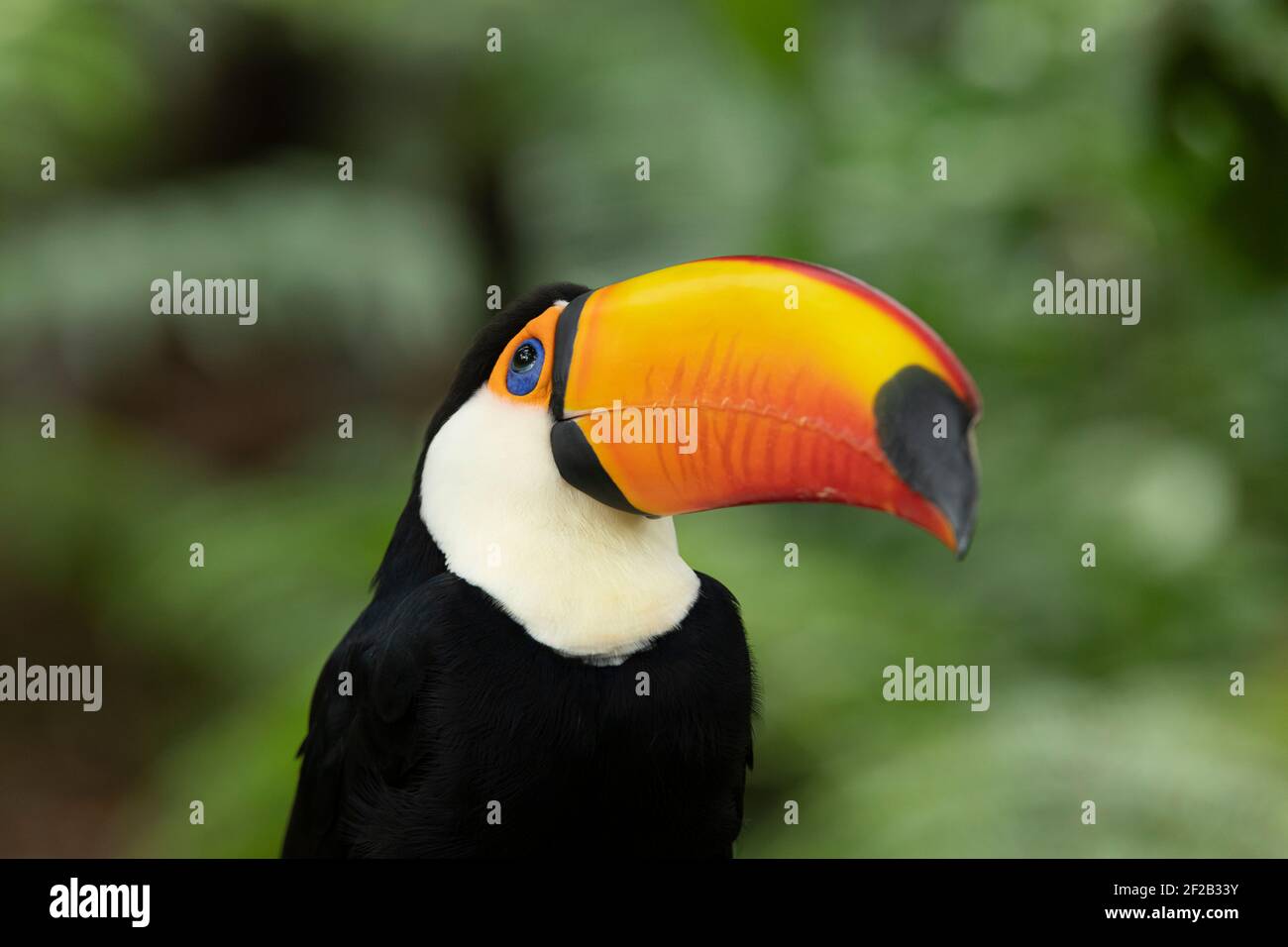 Toco-toucan in a rainforest in South America Stock Photo - Alamy