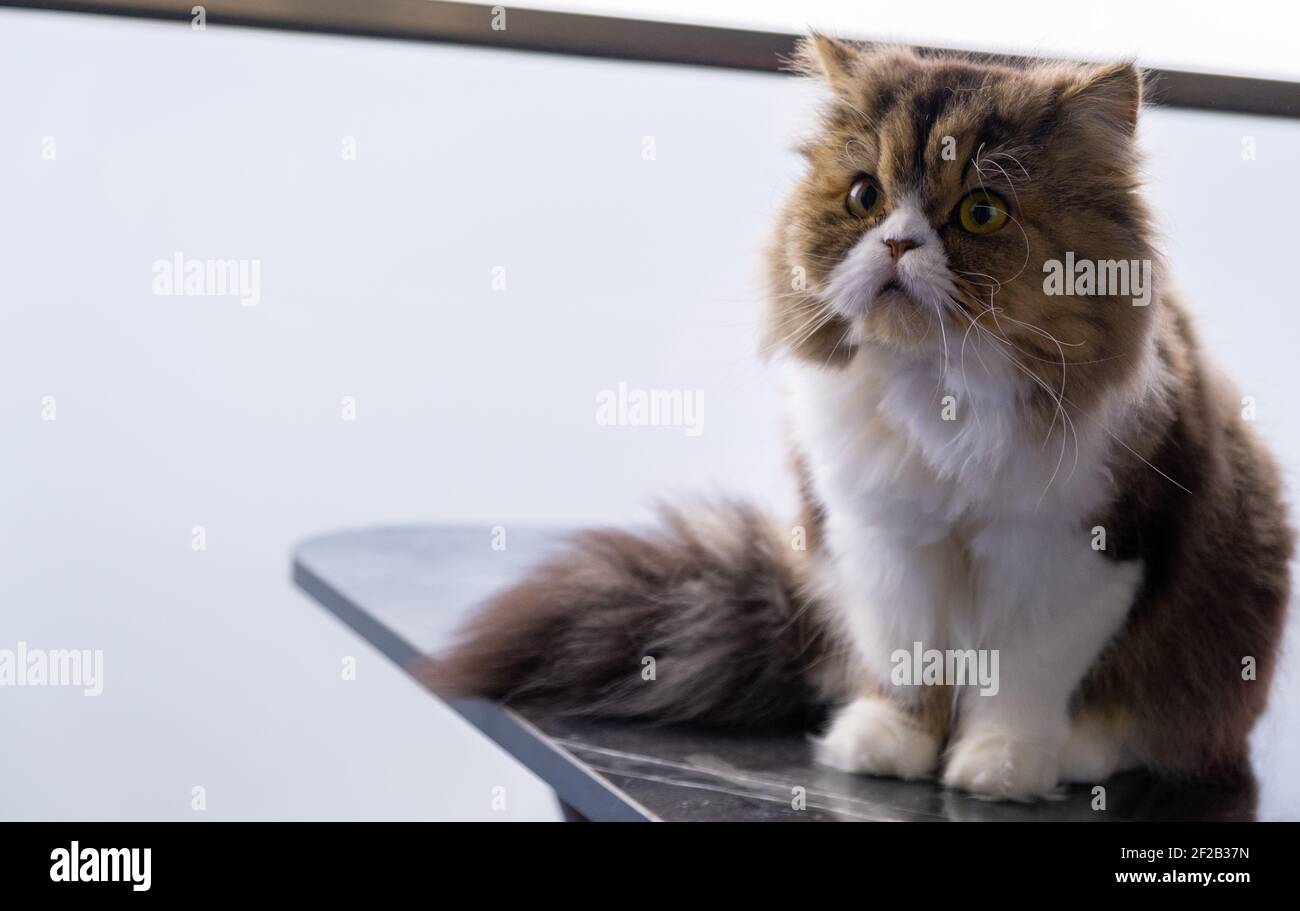 Iranian cat hi-res stock photography and images - Alamy