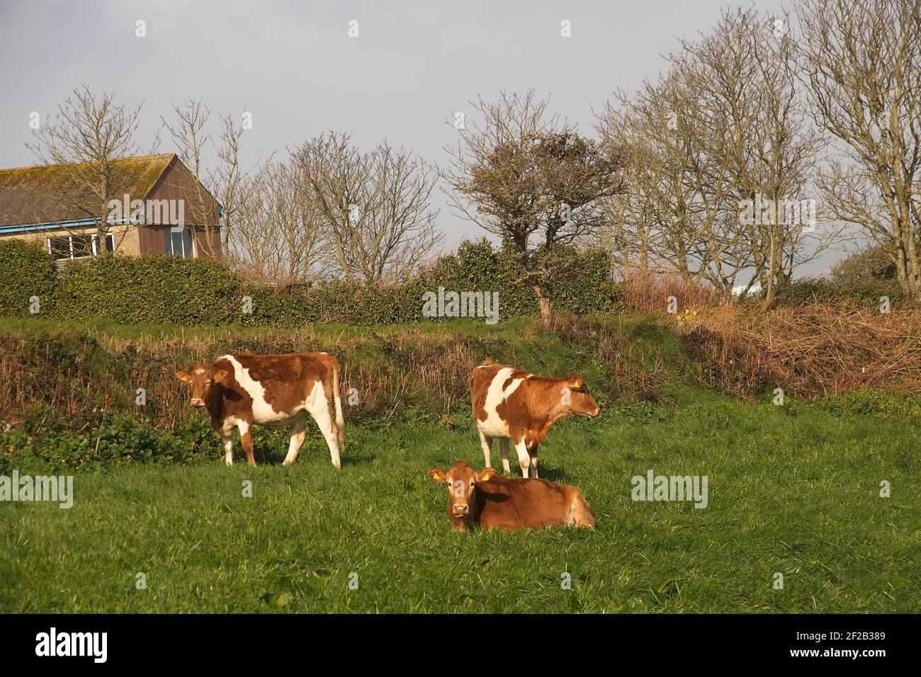Guernsey bull hi-res stock photography and images - Alamy