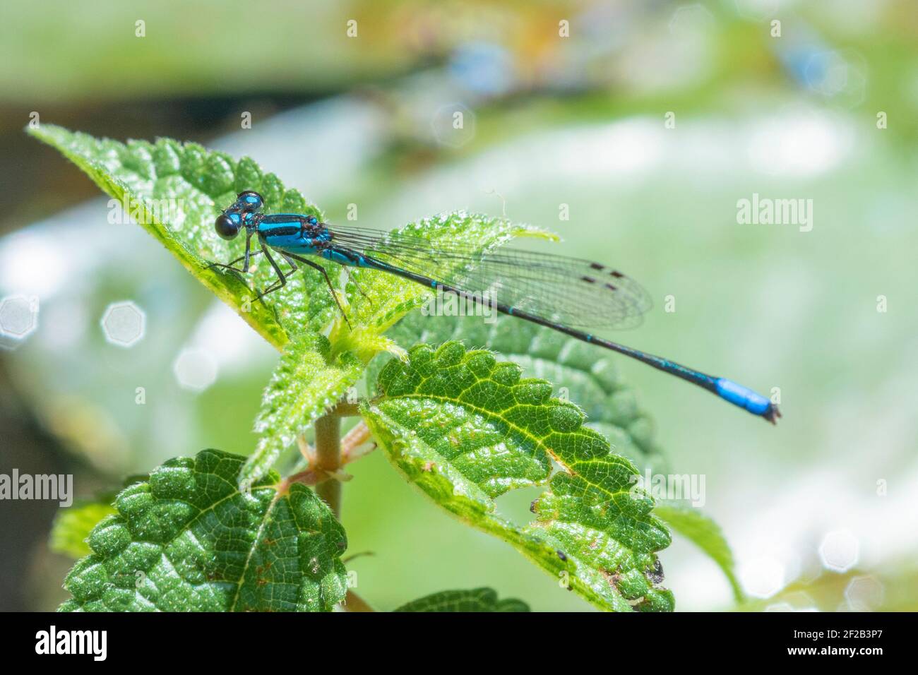Dragonfly standing hi-res stock photography and images - Alamy