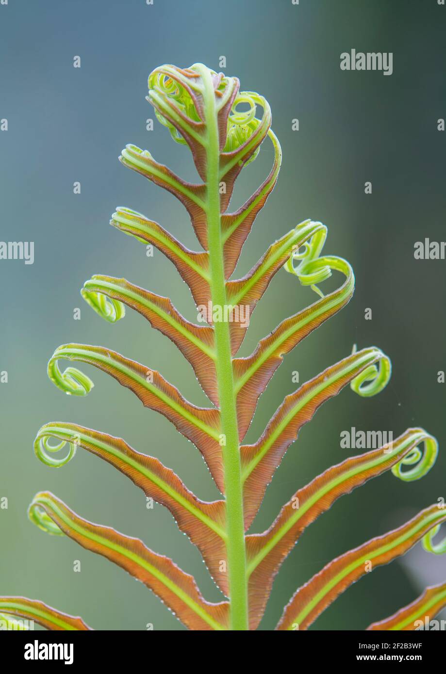 Closeup view of a rolled fern leaf Stock Photo - Alamy