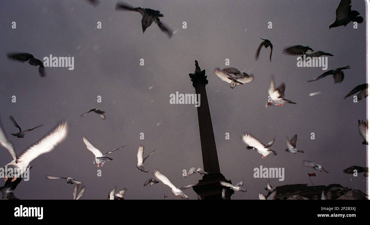 Trafalgar square pigeons hi-res stock photography and images - Alamy