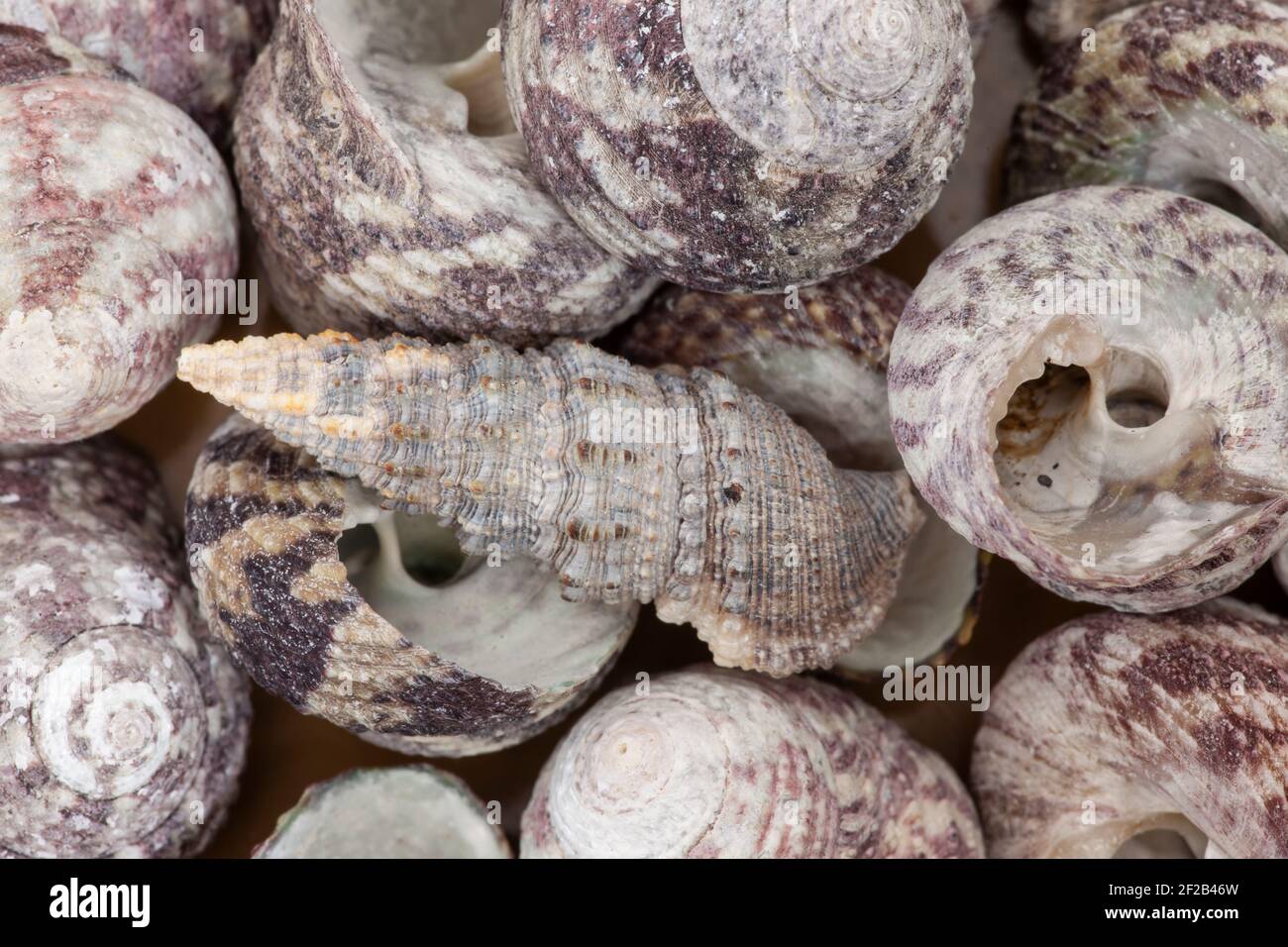 Pile of small shells backdrop Stock Photo - Alamy