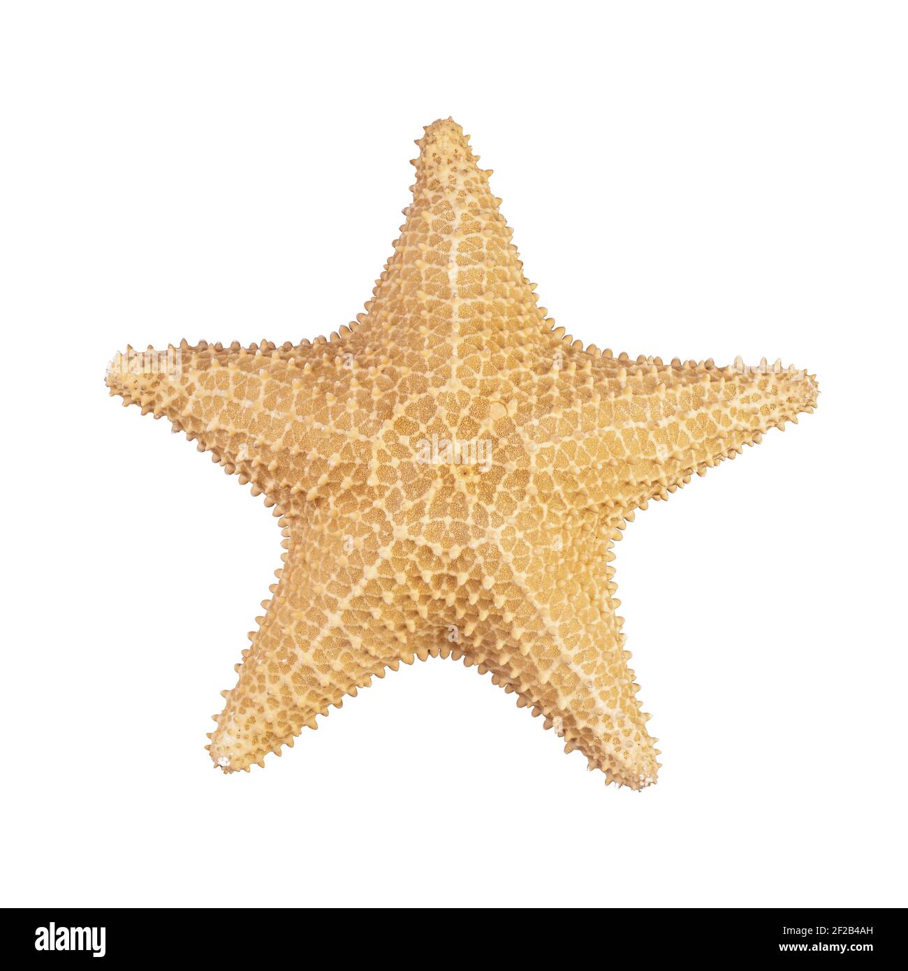Starfish dried skeleton isolated over white background Stock Photo - Alamy