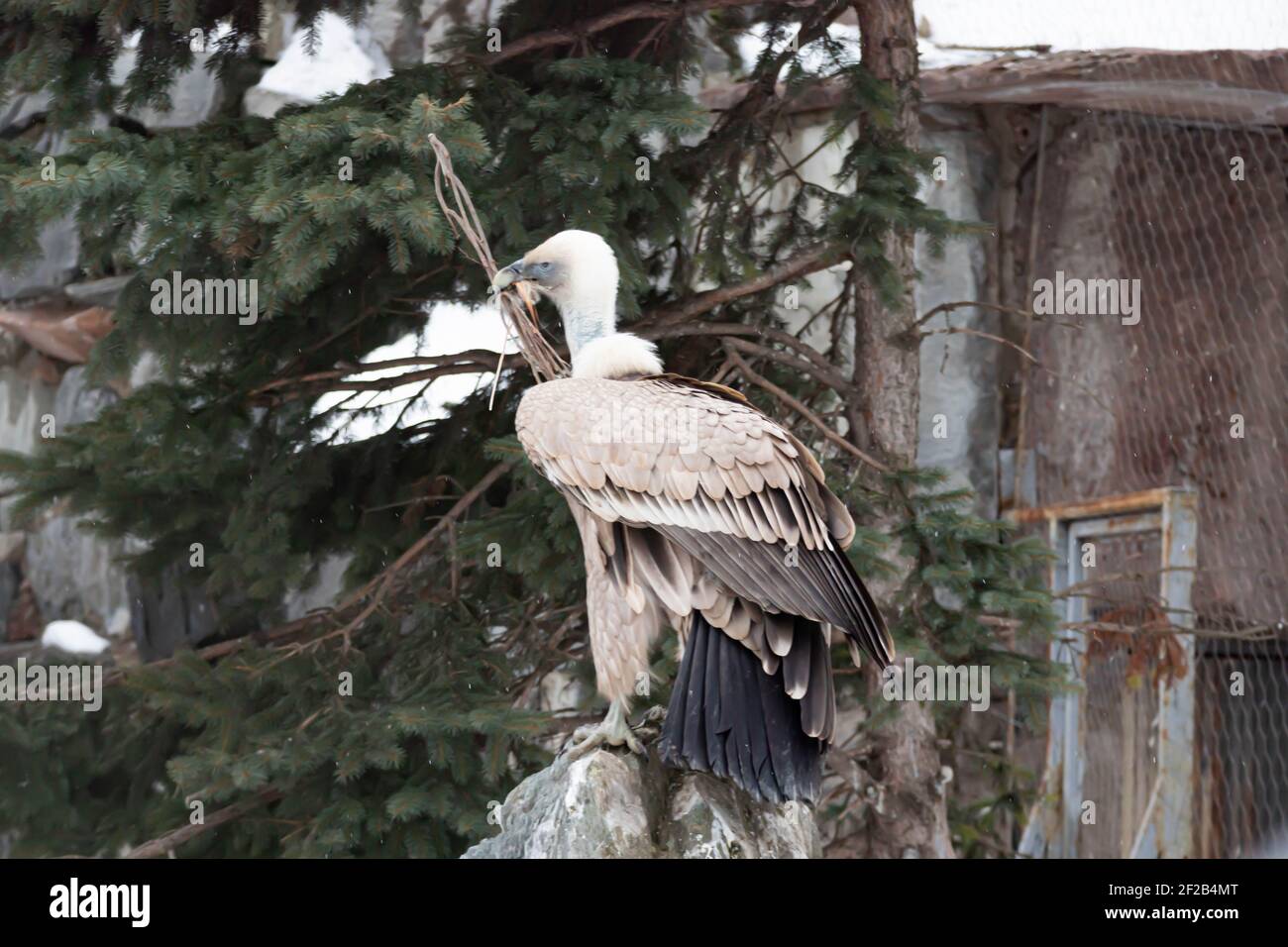 Portrait of an alert griffin sitting on the ground. Natural close-up of ...