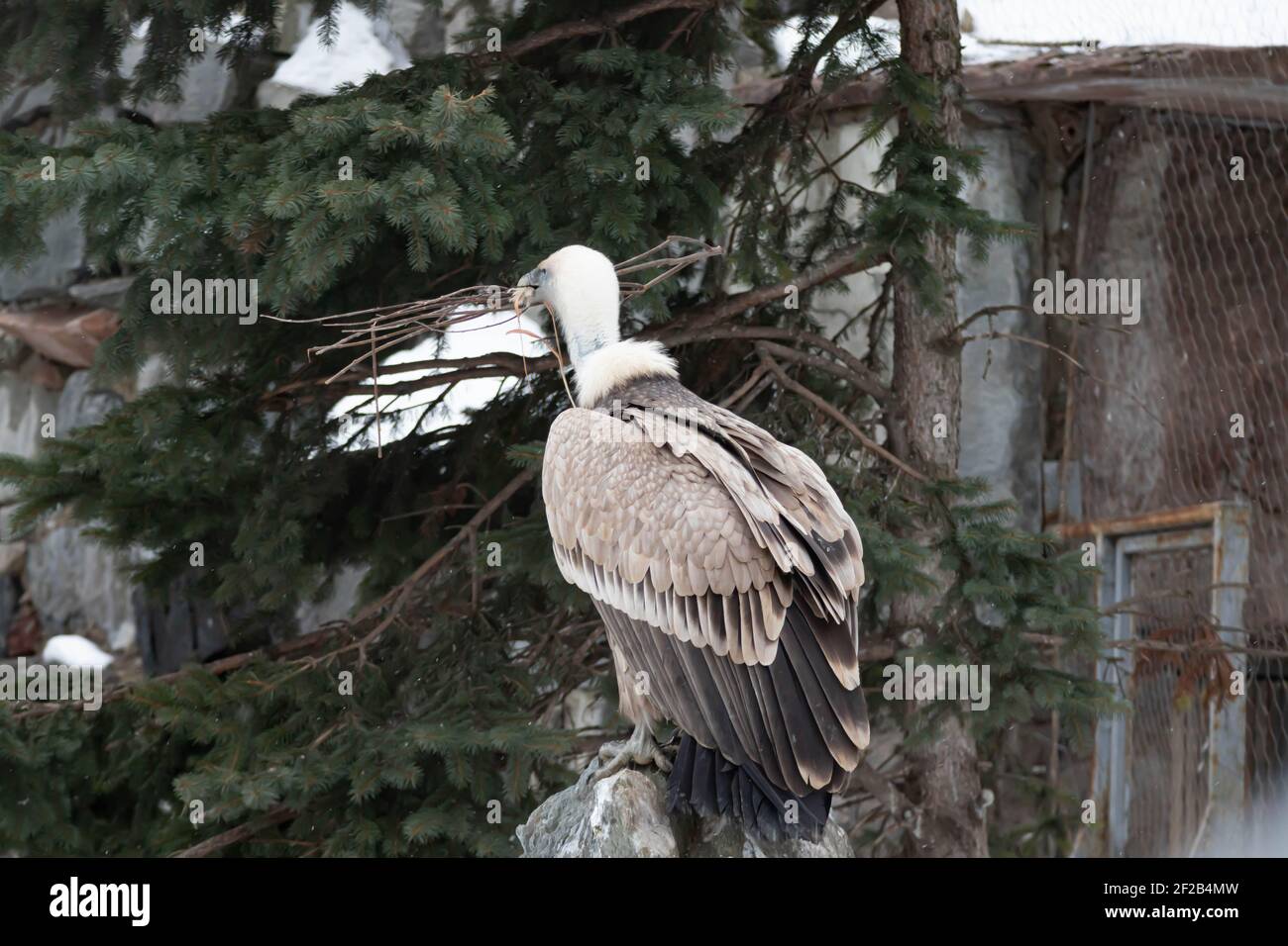 Portrait of an alert griffin sitting on the ground. Natural close-up of ...