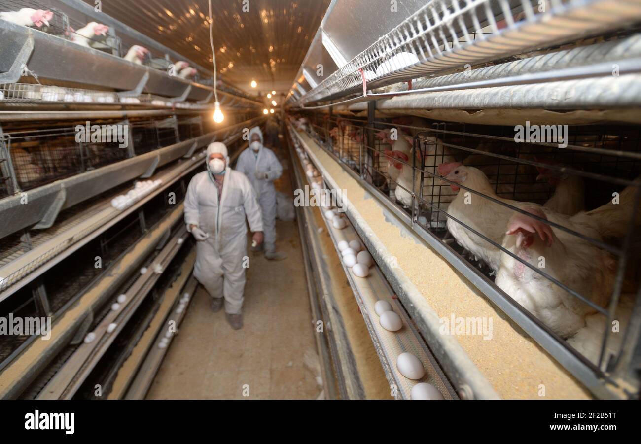 Kuwait agriculture hi-res stock photography and images - Alamy