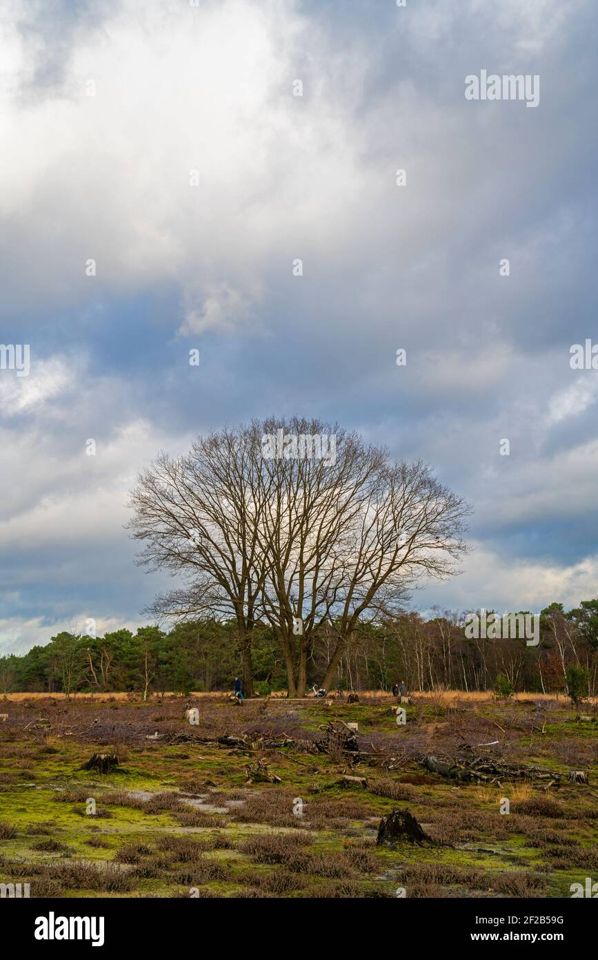 Tree holland hi-res stock photography and images - Alamy
