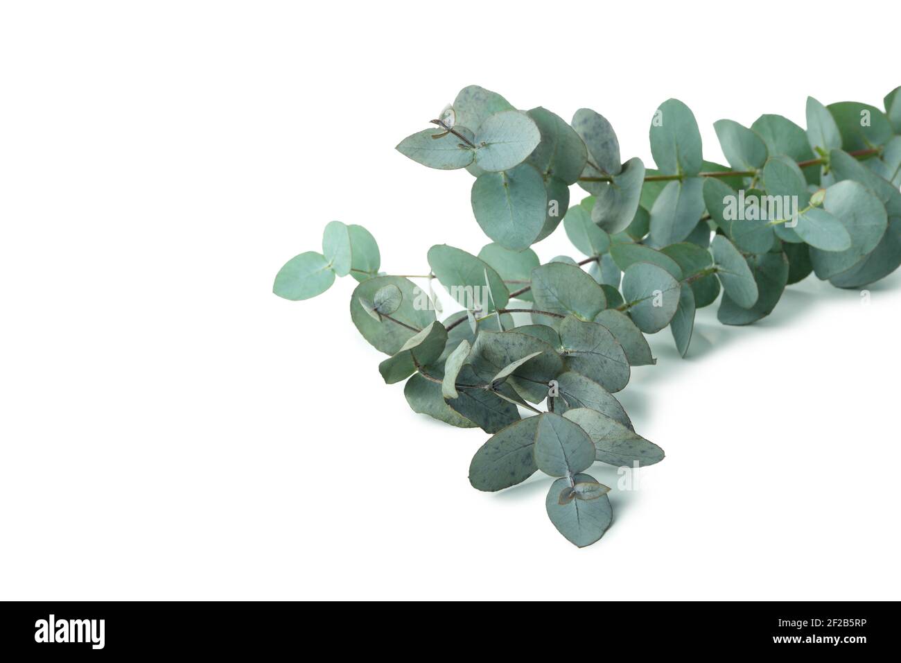 Beautiful tree twigs leaves Cut Out Stock Images & Pictures - Alamy