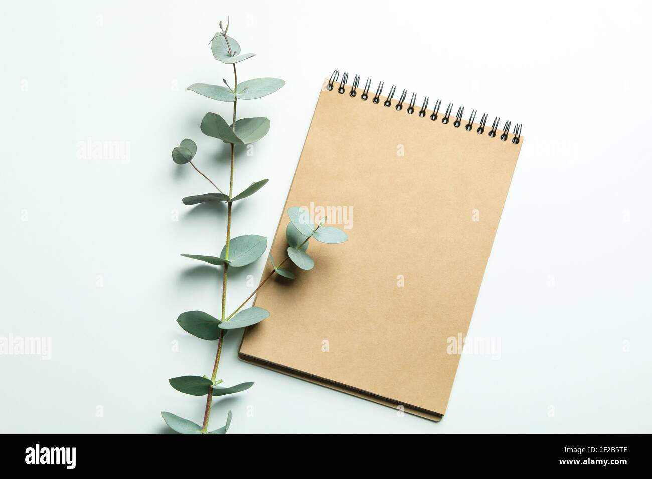 Notebook and eucalyptus branch on white background Stock Photo - Alamy