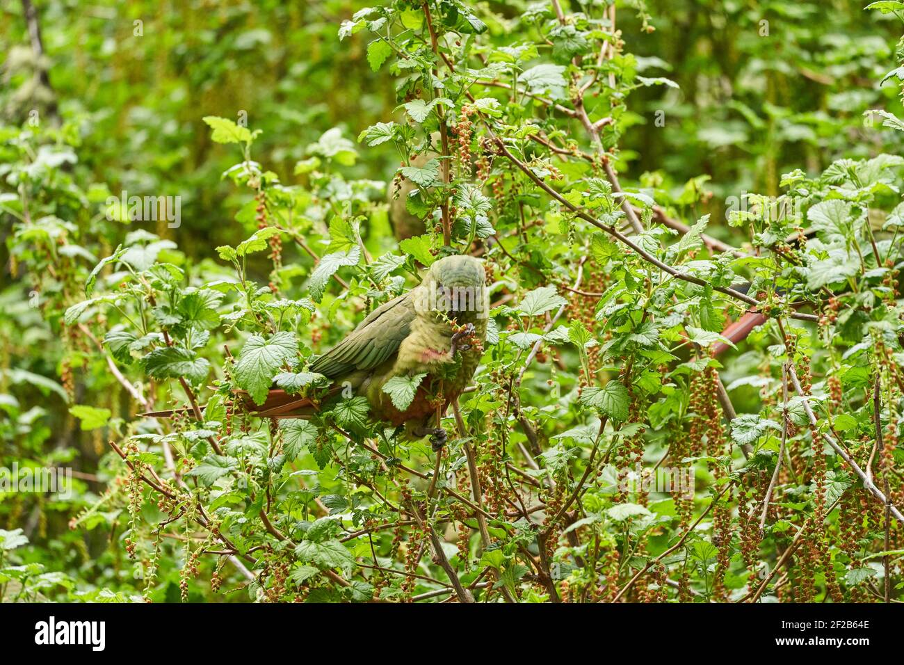 Austral parakeet chile hi-res stock photography and images - Alamy