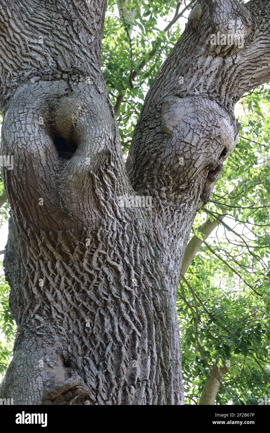 Knotty tree hi-res stock photography and images - Alamy